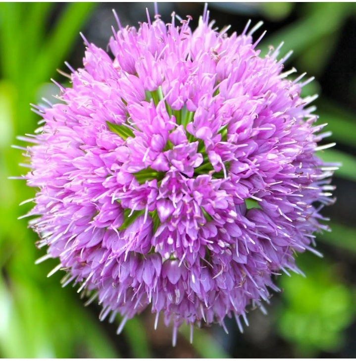 Allium Senescens "Millenium" – Vivaio Degl'Innocenti
